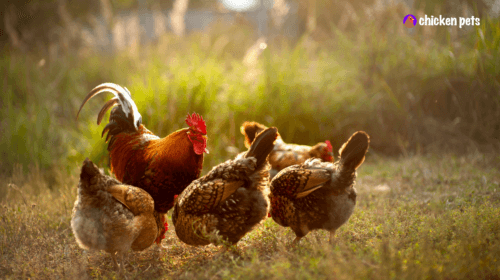 Chicken Breeds for Beginners. Where to Start - Chicken Pets