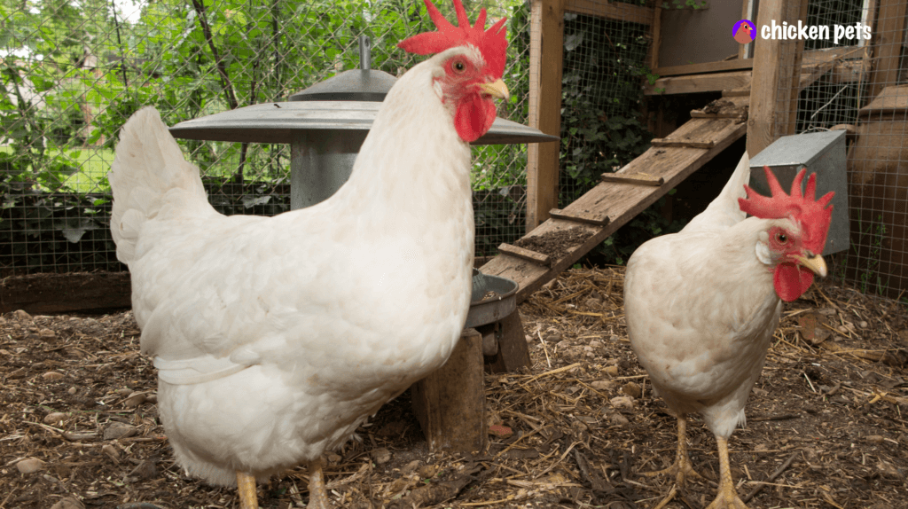 Cornish Chicken Breed. What is it? - Chicken Pets