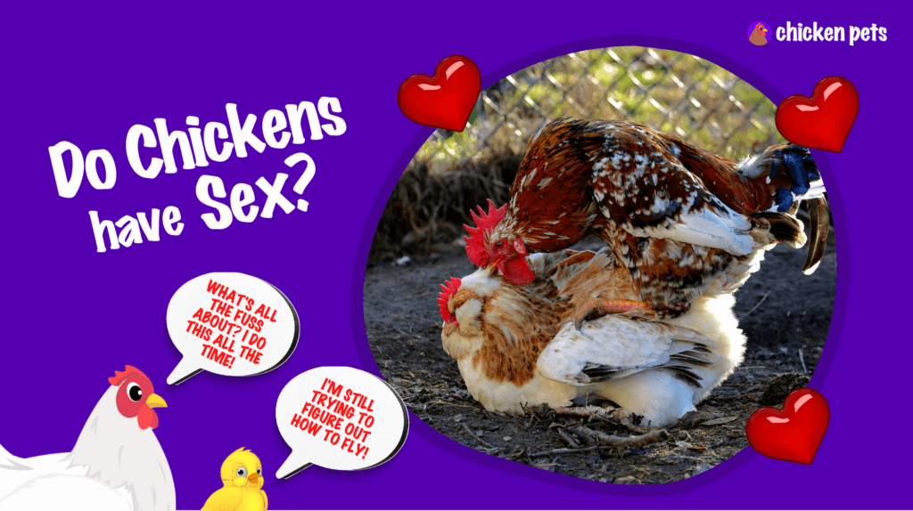 Hen vs. Chicken: Understanding the Differences - Chicken Pets