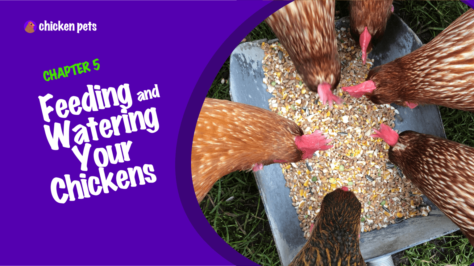 Feeding and Watering Chickens Ultimate Guide - Chicken Pets