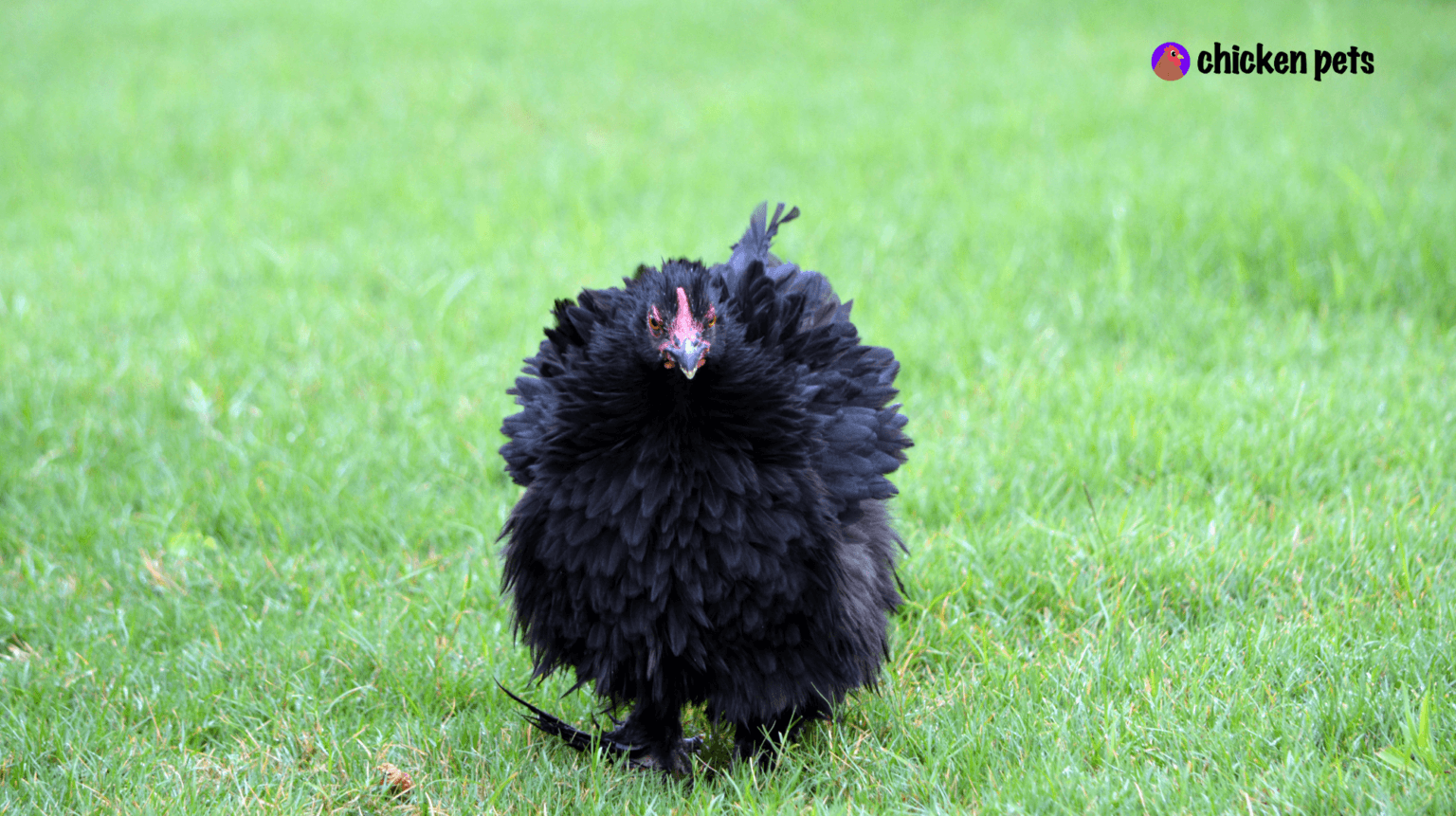 Frizzle Chicken Breed. What is it? - Chicken Pets
