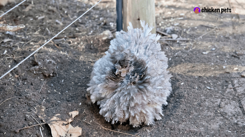 Frizzle Chicken Breed. What is it? - Chicken Pets