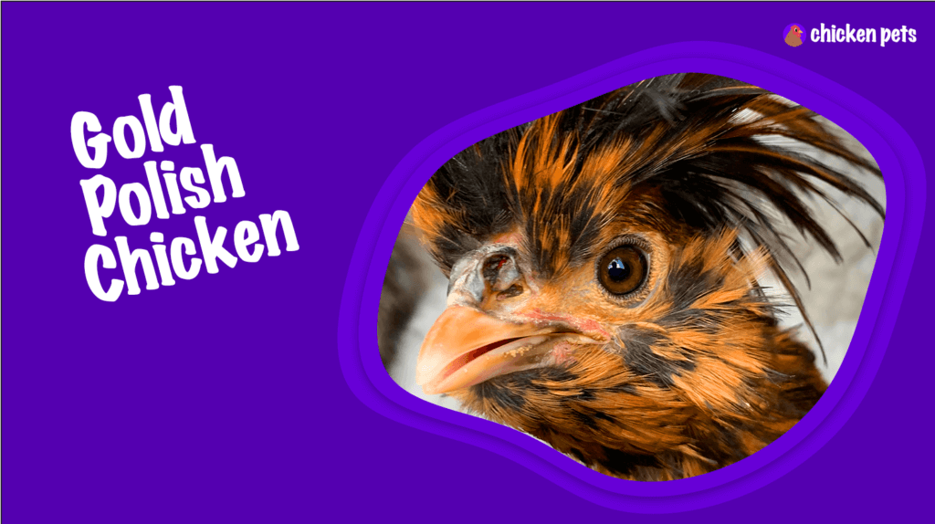 Gold Polish Chicken Breed. What is it? - Chicken Pets