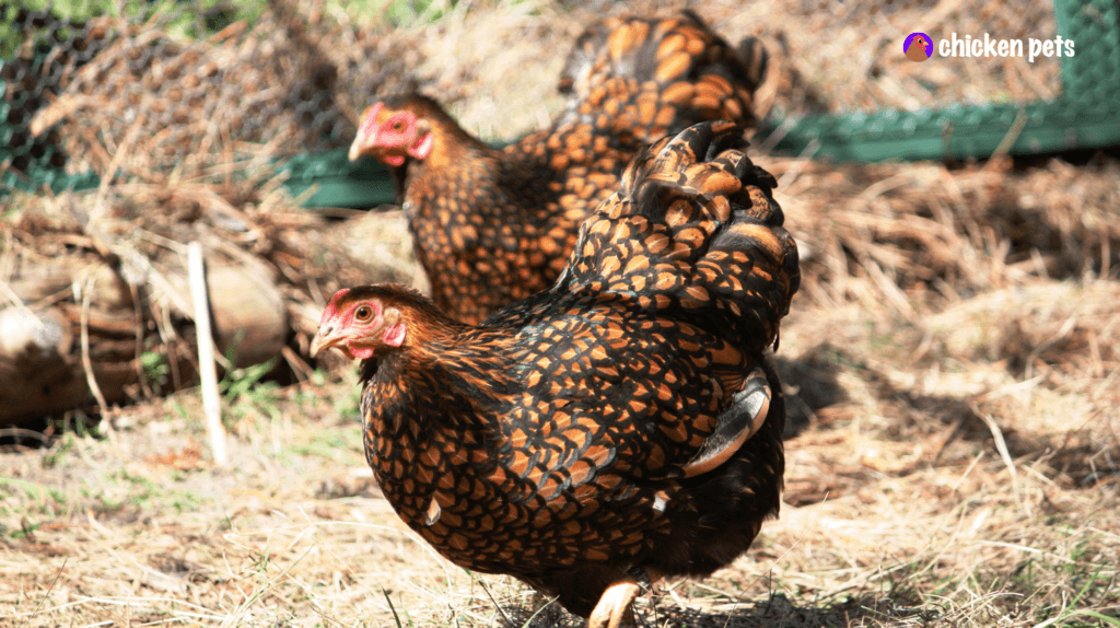 Golden Laced Wyandotte Chicken Breed. What is it? - Chicken Pets