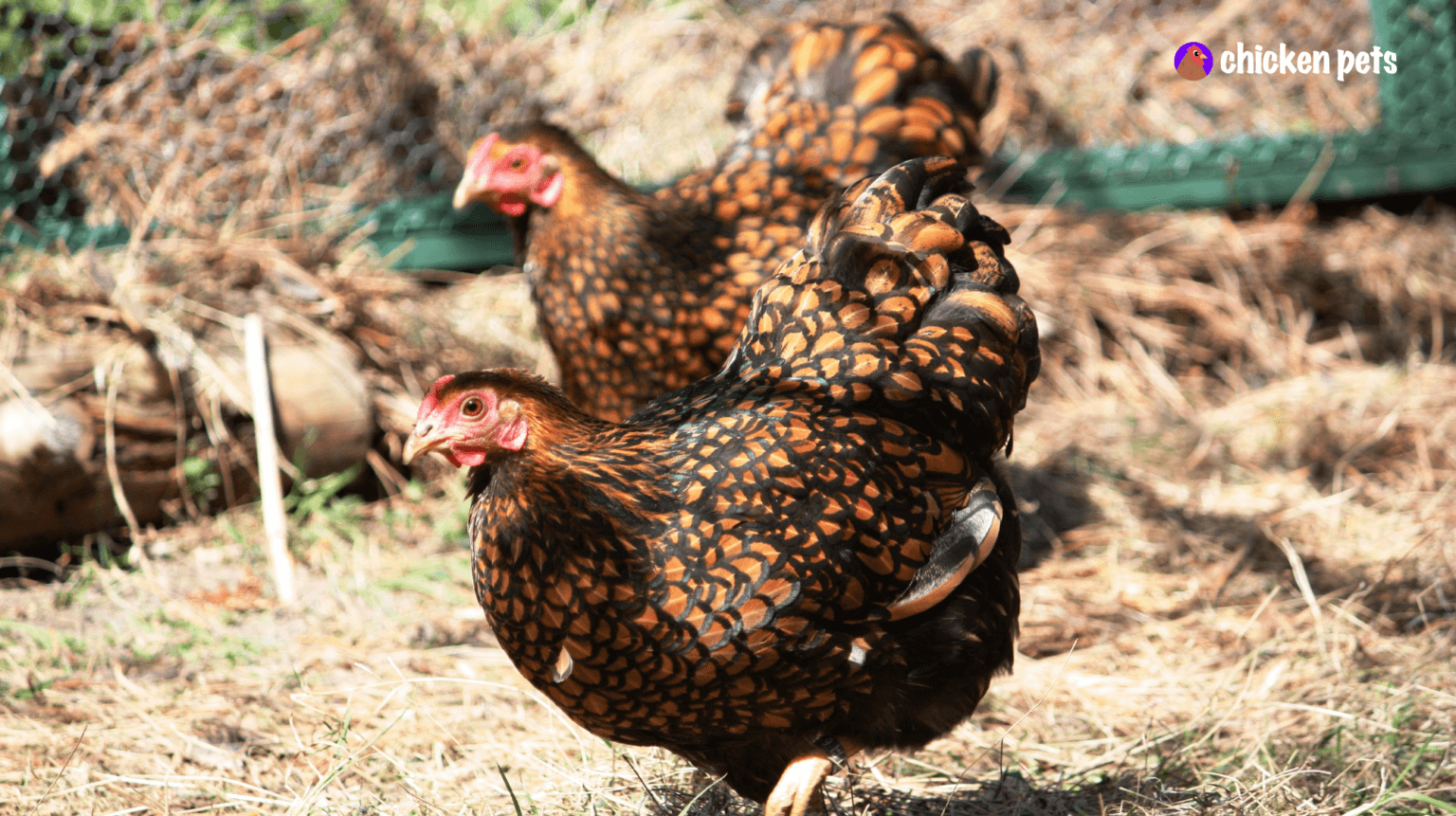 Golden Laced Wyandotte Chicken Breed. What is it? - Chicken Pets