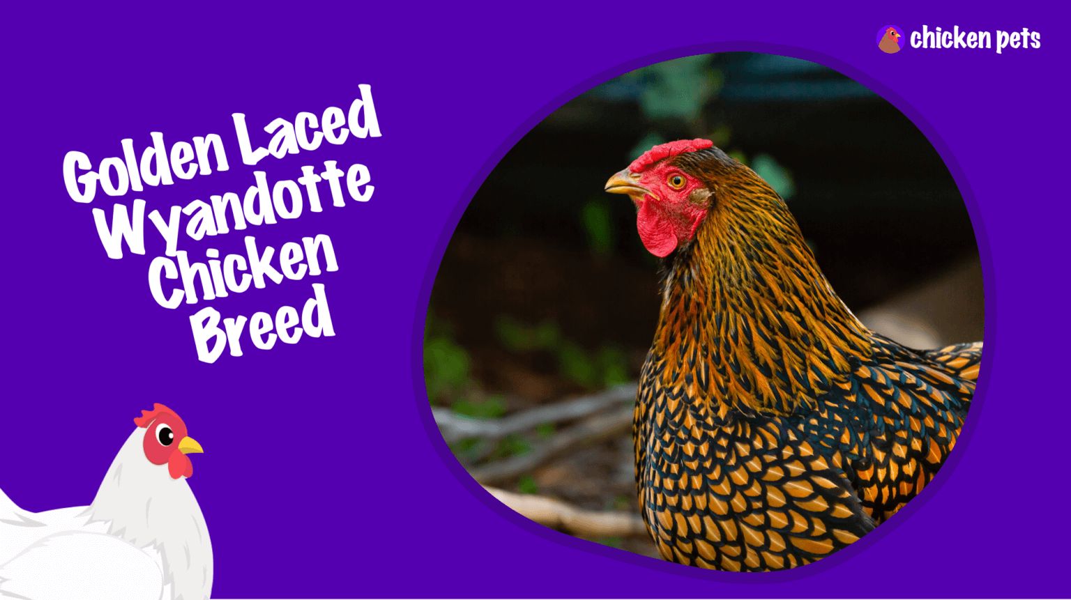 Golden Laced Wyandotte Chicken Breed. What is it? - Chicken Pets