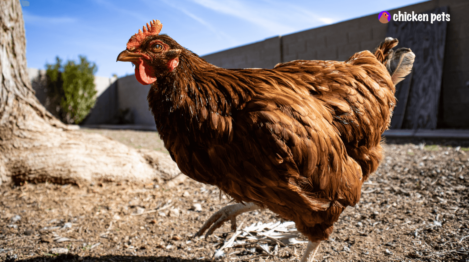 Chicken Health and Hygiene: The Master Guide - Chicken Pets