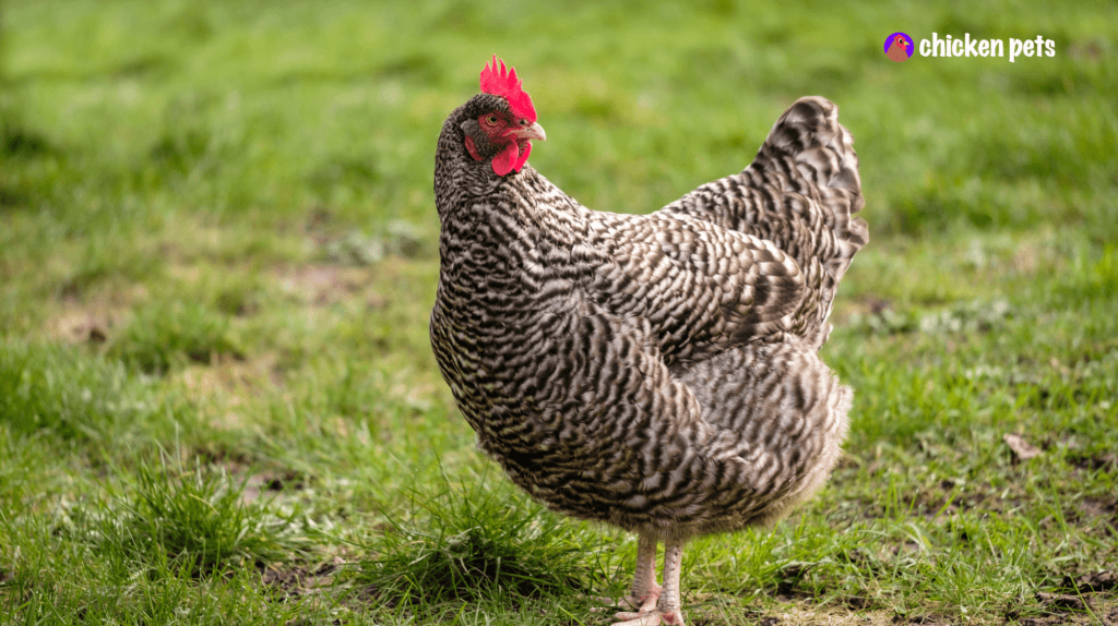 Holland Chicken Breed. What is it? - Chicken Pets