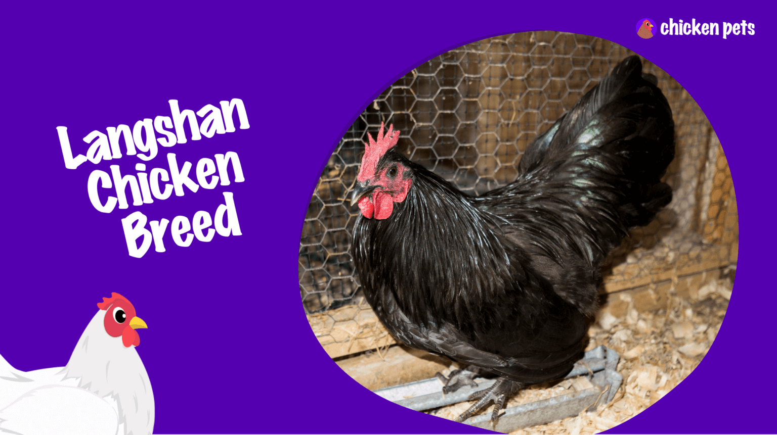Langshan Chicken Breed. What is it? - Chicken Pets