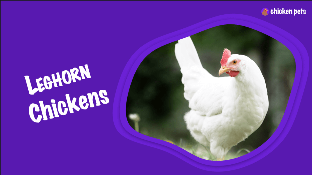 Leghorn Chicken Breed. What is it? - Chicken Pets