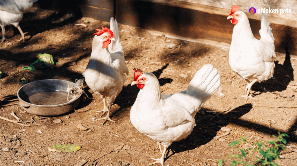 Leghorn Chicken Breed. What is it? - Chicken Pets