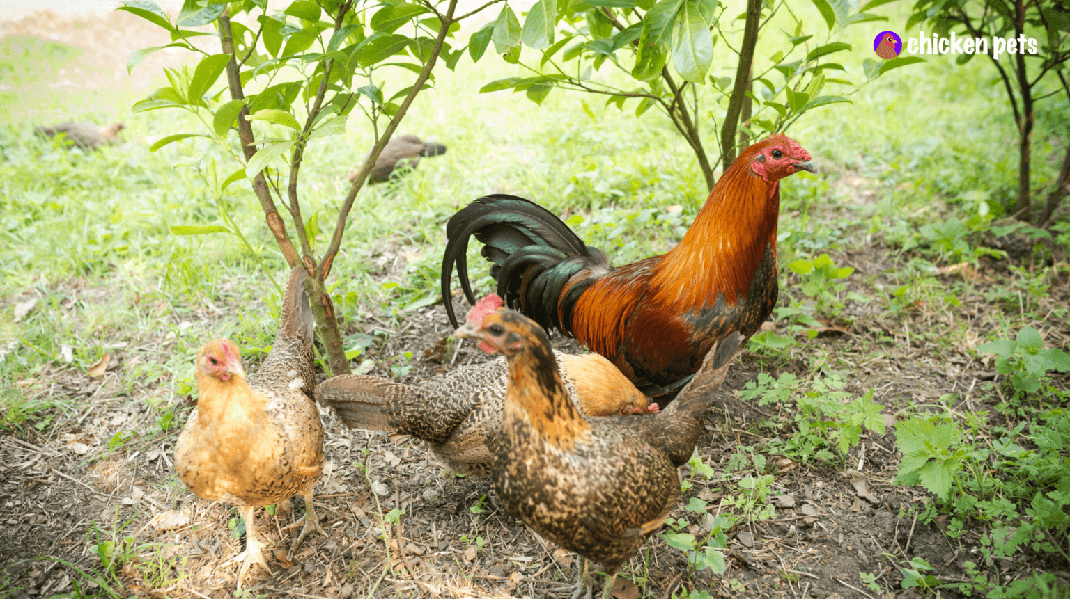 Chicken Feed and Nutrition for Backyard Chickens - Chicken Pets