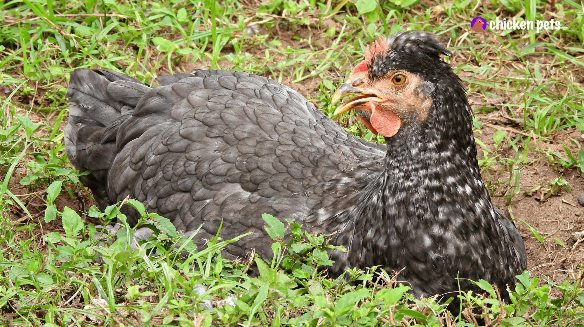 Chicken Breeds for Beginners. Where to Start - Chicken Pets