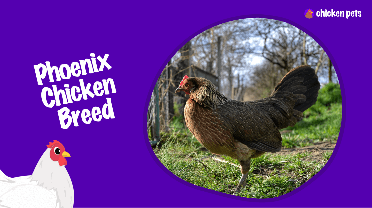 Phoenix Chicken Breed. What is it? - Chicken Pets