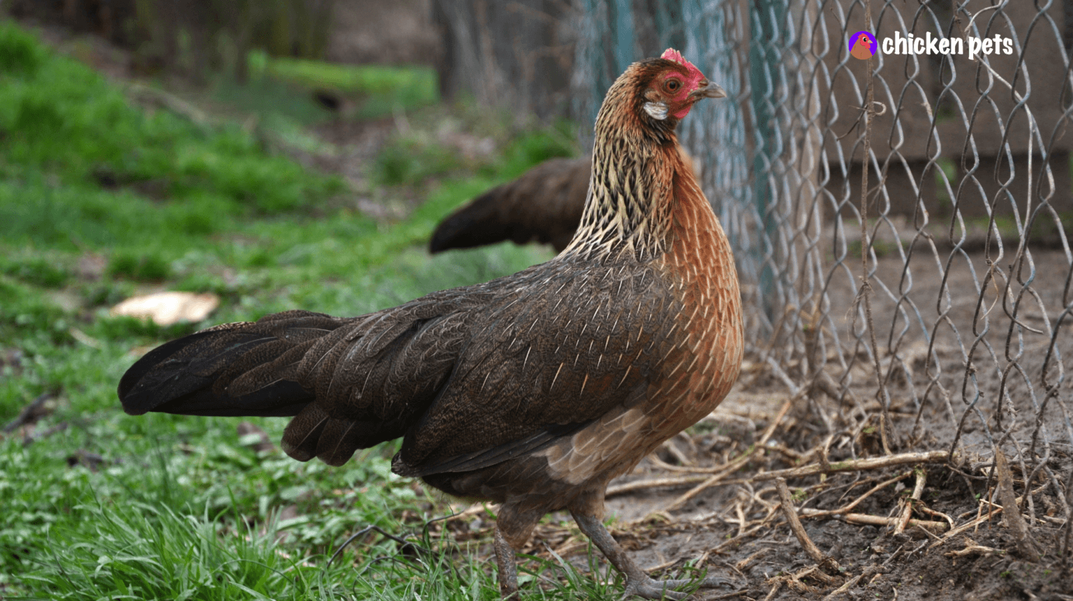 Phoenix Chicken Breed. What is it? - Chicken Pets