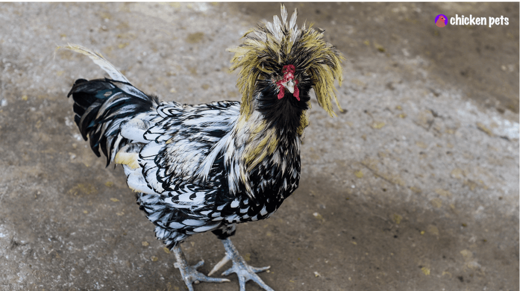 Polish Chicken Breed. What is it? - Chicken Pets