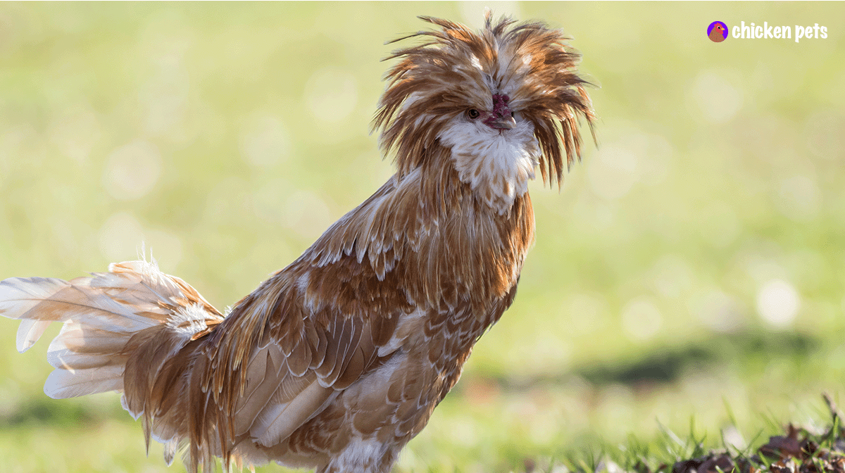 Polish Chicken Breed. What is it? - Chicken Pets