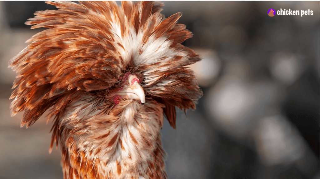 Polish Chicken Breed. What is it? - Chicken Pets
