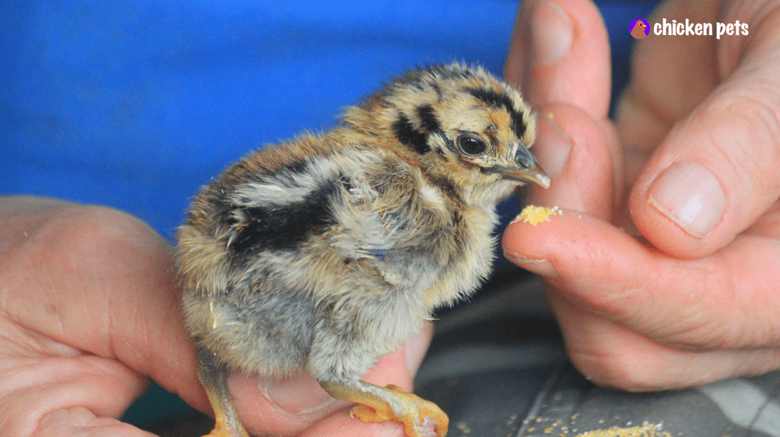 Baby Chicks. Everything You Need to Know - Chicken Pets