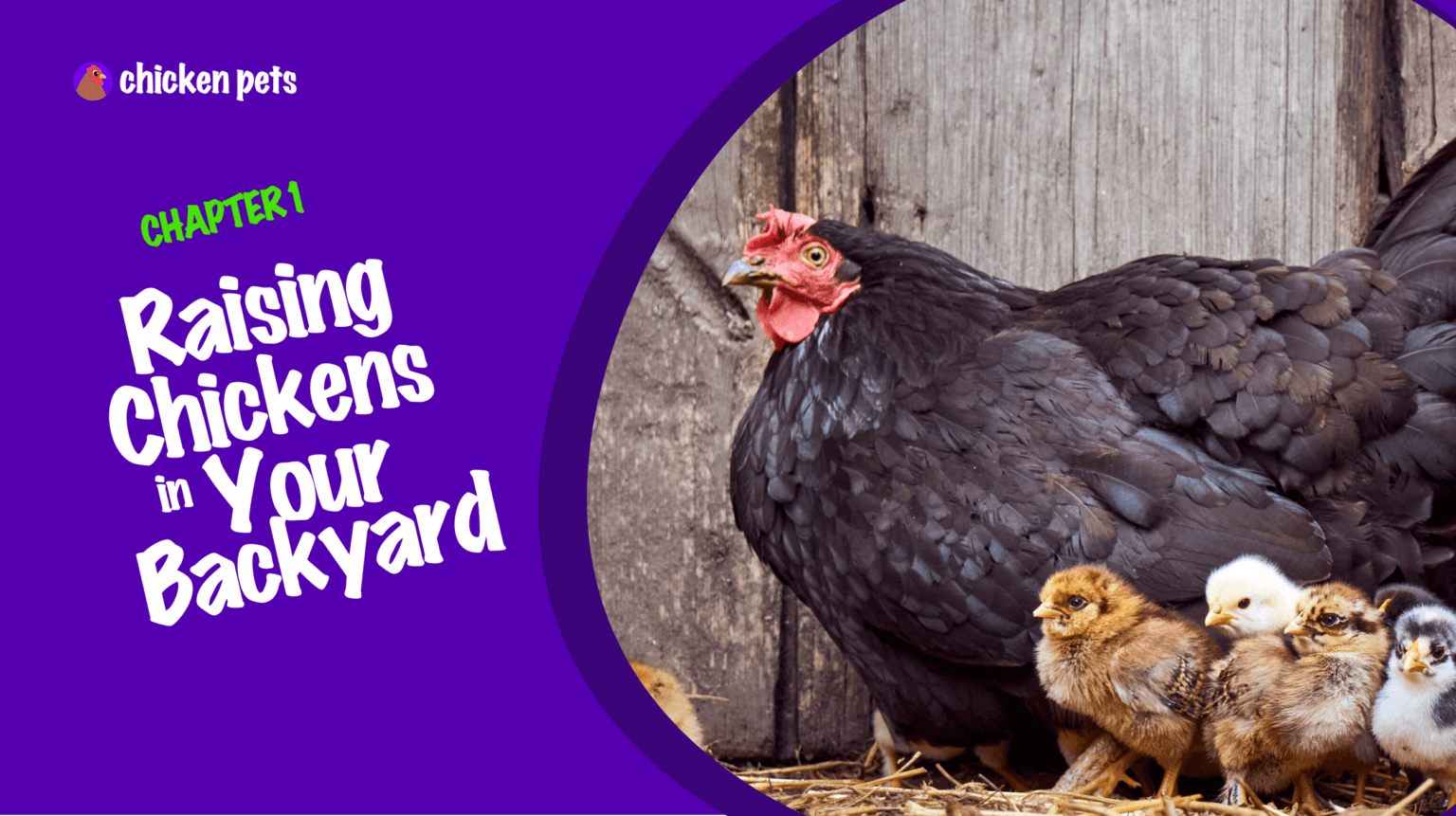 Raising Chickens in Your Backyard. Pros, Cons, Costs - Chicken Pets