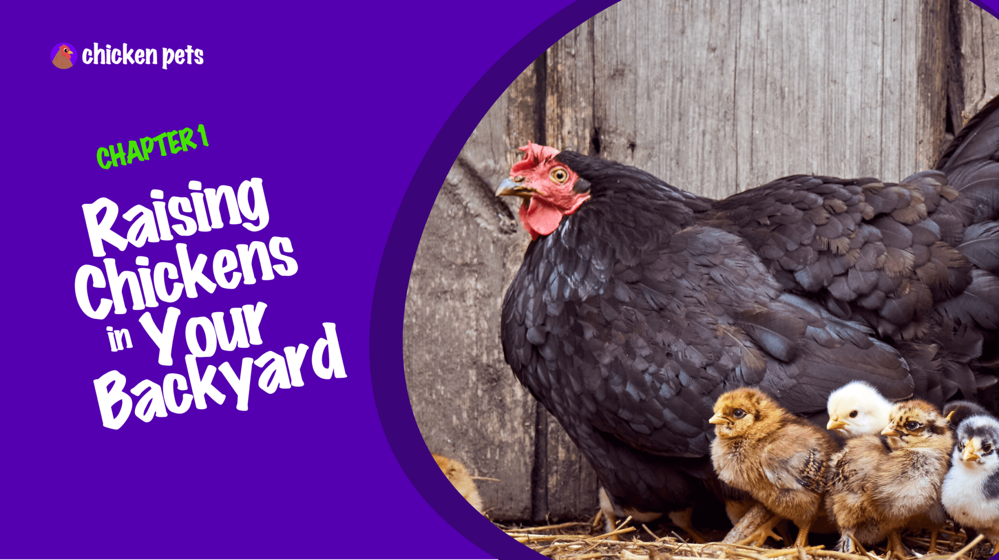 Backyard Chickens: The Beginner's Guide - Chicken Pets