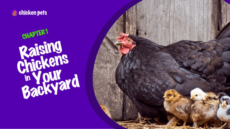Raising Chickens in Your Backyard. Pros, Cons, Costs - Chicken Pets