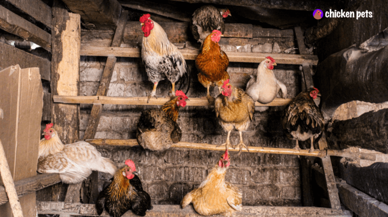 Raising Chickens in Your Backyard. Pros, Cons, Costs - Chicken Pets