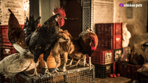 Raising Chickens in Your Backyard. Pros, Cons, Costs - Chicken Pets