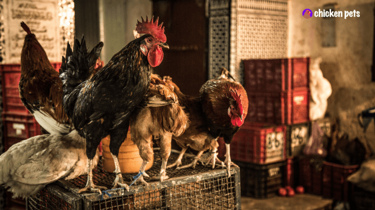 Raising Chickens in Your Backyard. Pros, Cons, Costs - Chicken Pets