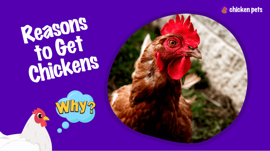 10 Reasons Why You Should Get Backyard Chickens - Chicken Pets