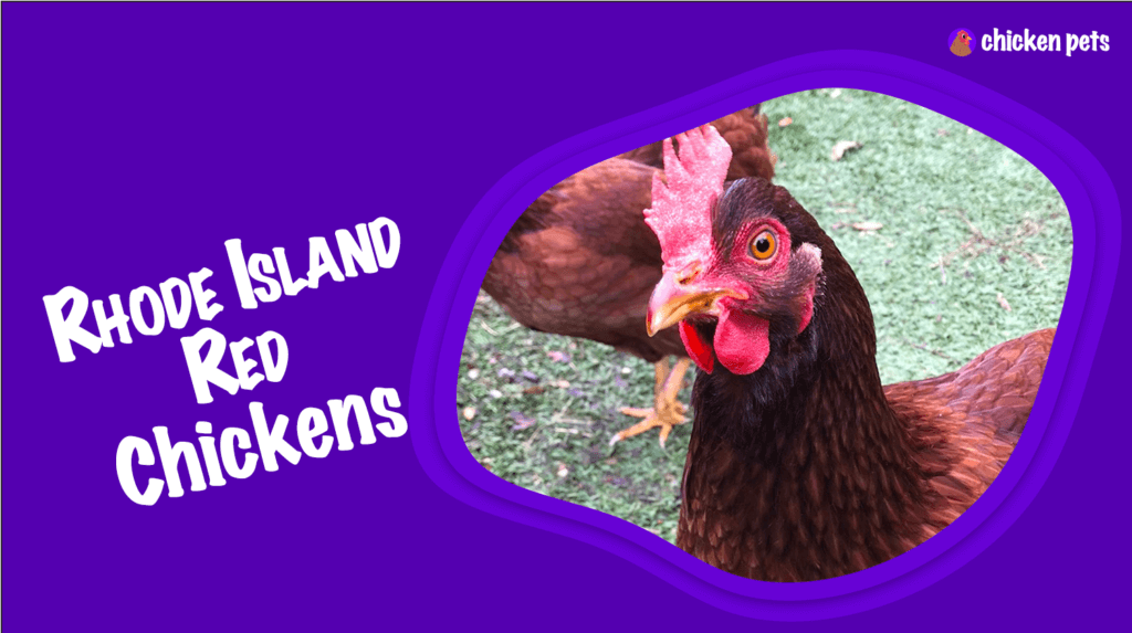 Rhode Island Red Chicken Breed. What is it? - Chicken Pets