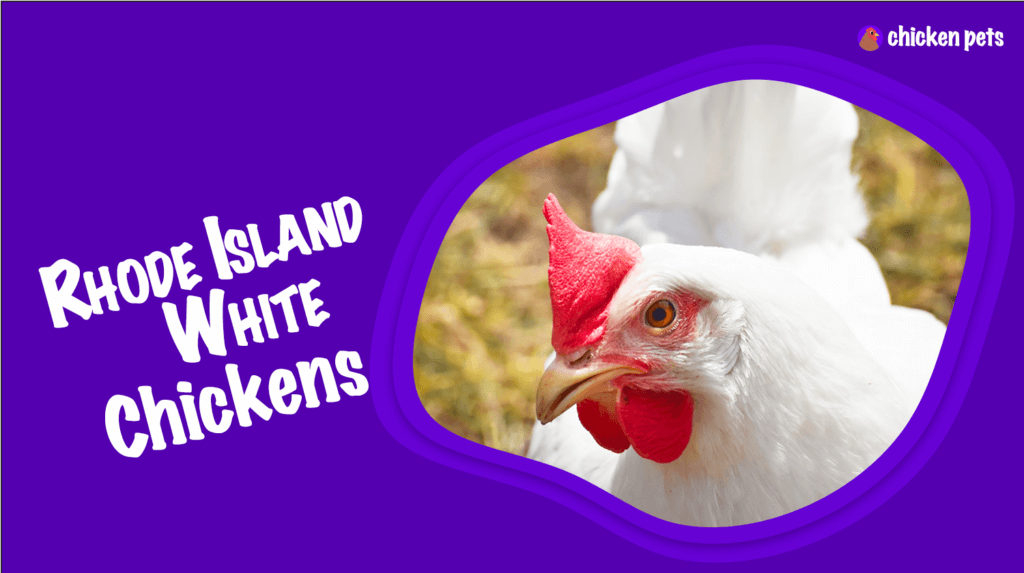 Rhode Island White Chicken Breed. What is it? - Chicken Pets