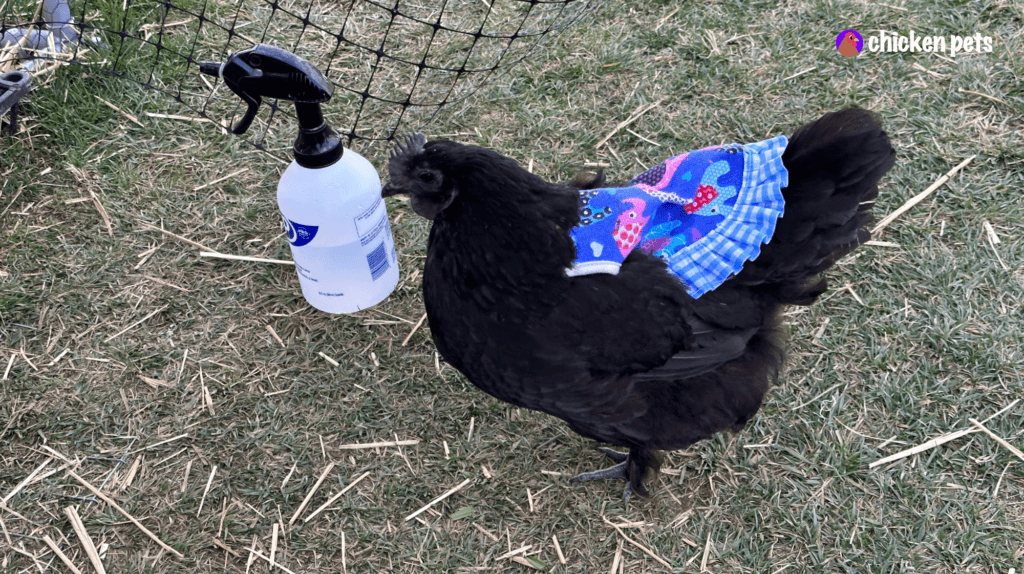 Chicken Saddles. The Ultimate Guide - Chicken Pets