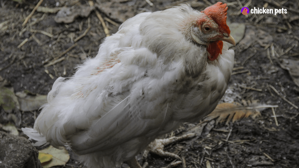 Chicken Health and Hygiene: The Master Guide - Chicken Pets