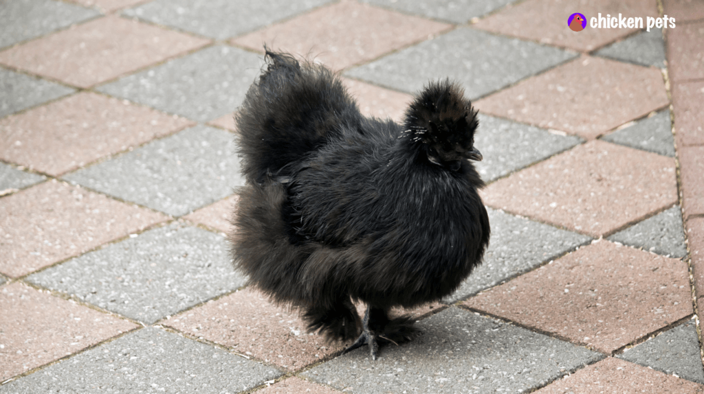 Silkie Bantam Chicken Breed. What is it? - Chicken Pets