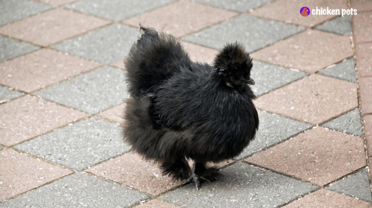Silkie Bantam Chicken Breed. What is it? - Chicken Pets