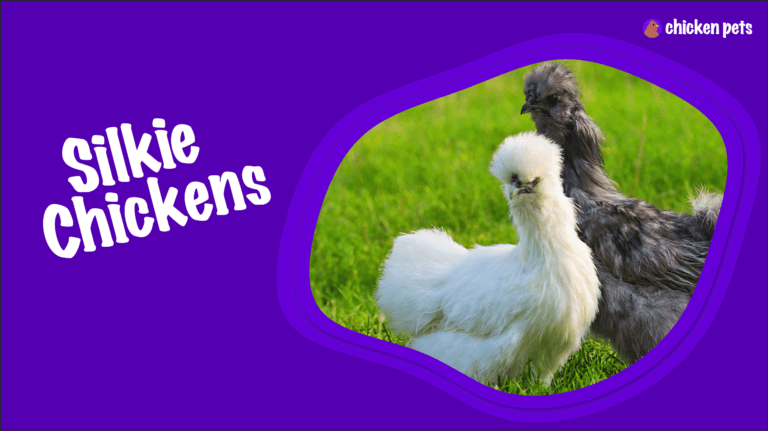 Silkie Chicken Breed. What is it? - Chicken Pets