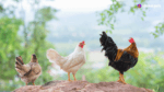 Little Chickens. Tiny, Small Chicken Breeds - Chicken Pets