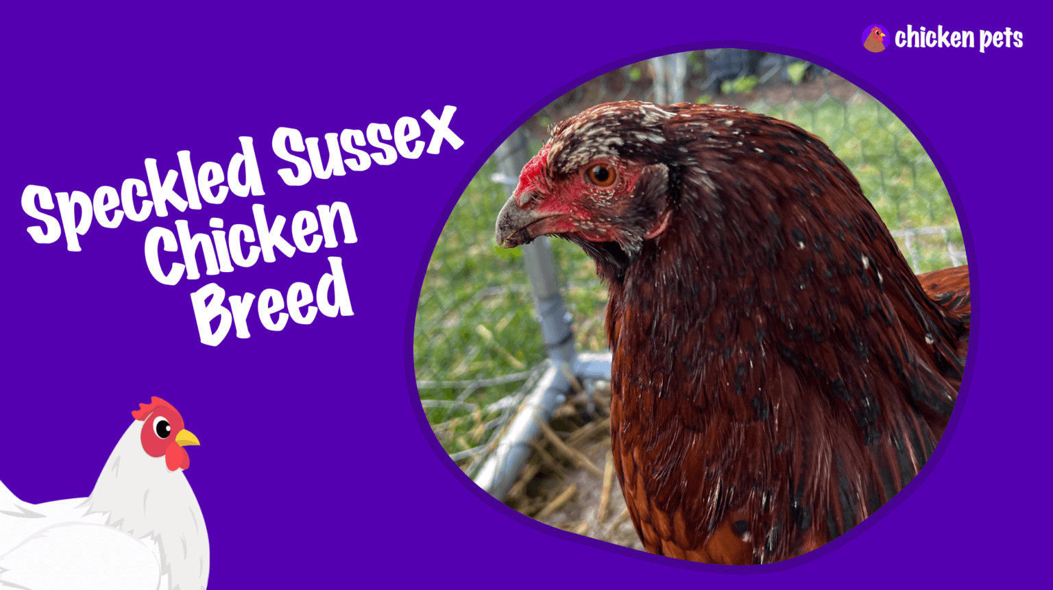 Speckled Sussex Chicken Breed. What is it? - Chicken Pets