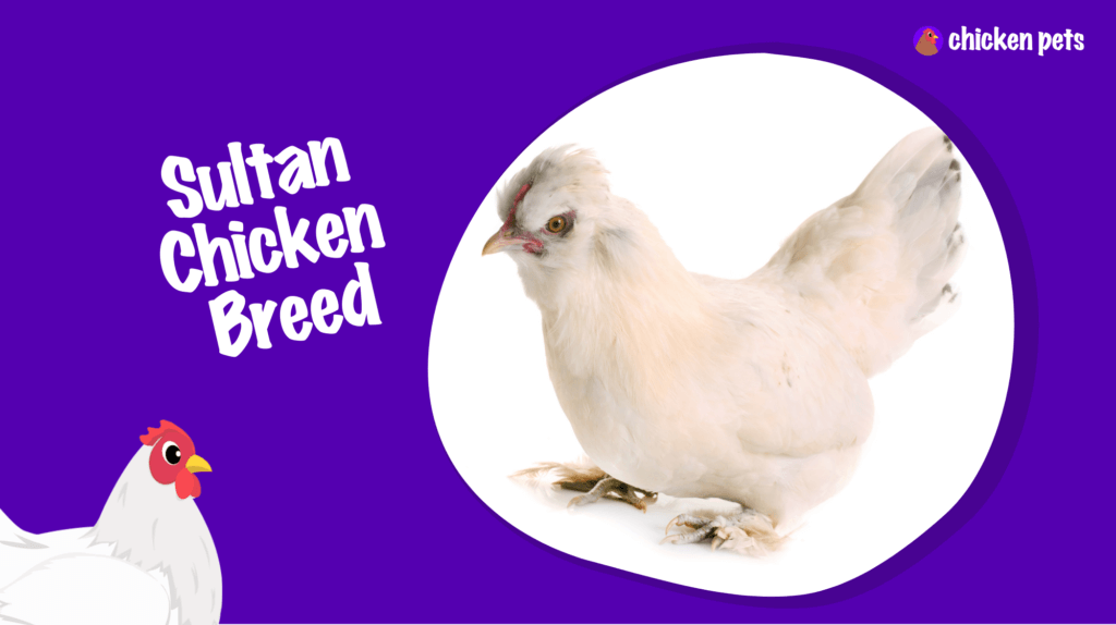Sultan Chicken Breed. What is it? - Chicken Pets