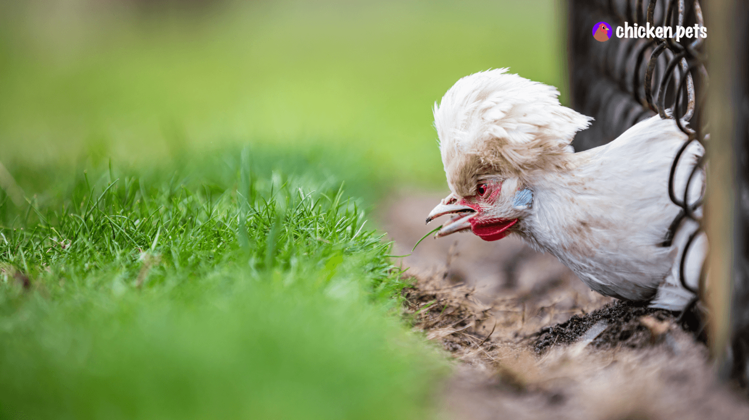 Sultan Chicken Breed. What is it? - Chicken Pets