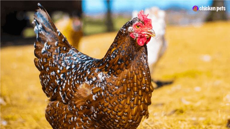 Sussex Chicken Breed. What is it? - Chicken Pets