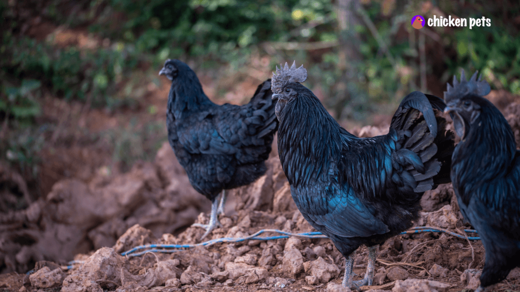Svart Hona Chicken Breed. What is it? - Chicken Pets
