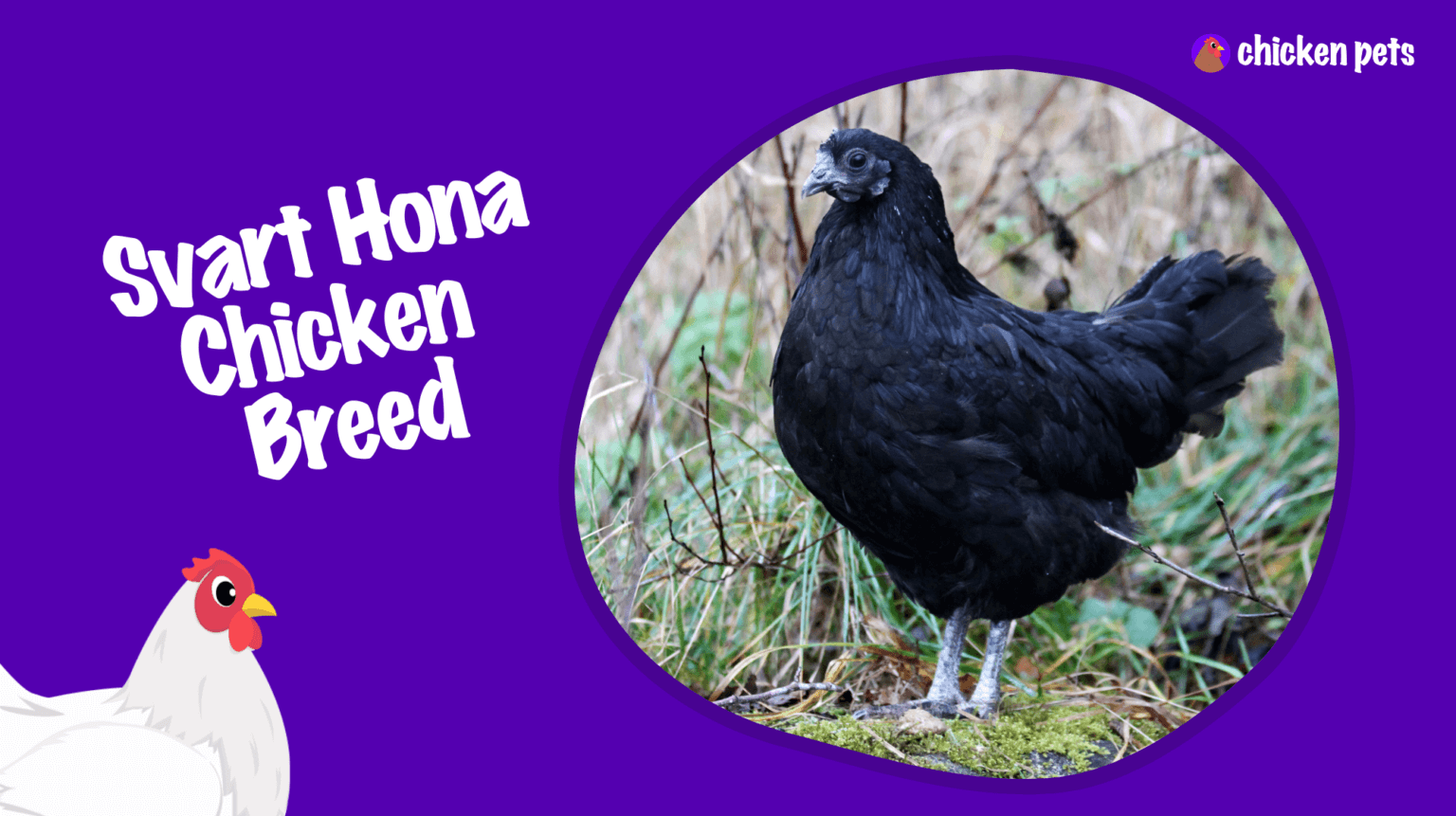 Svart Hona Chicken Breed. What is it? - Chicken Pets