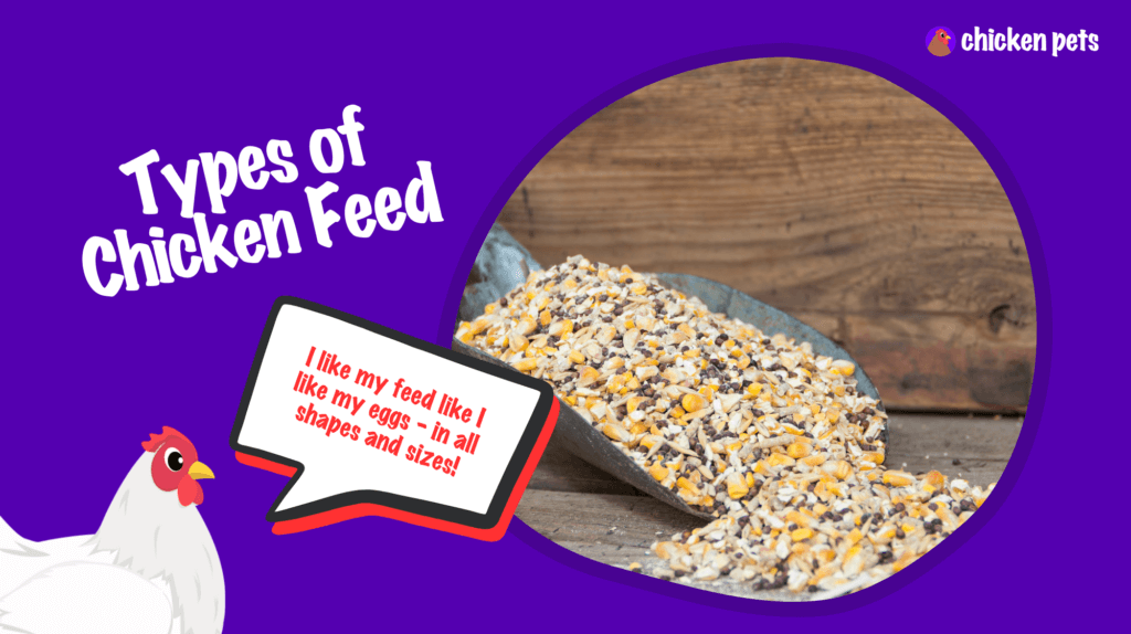 Types of Chicken Feed for Backyard Chickens - Chicken Pets