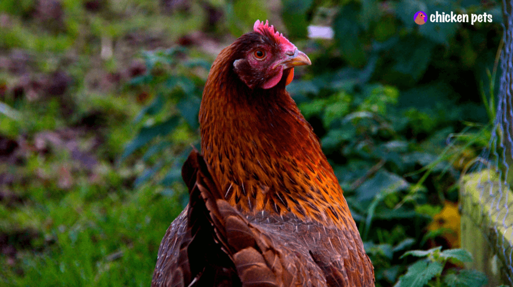 Welsummer Chicken Breed. What is it? - Chicken Pets