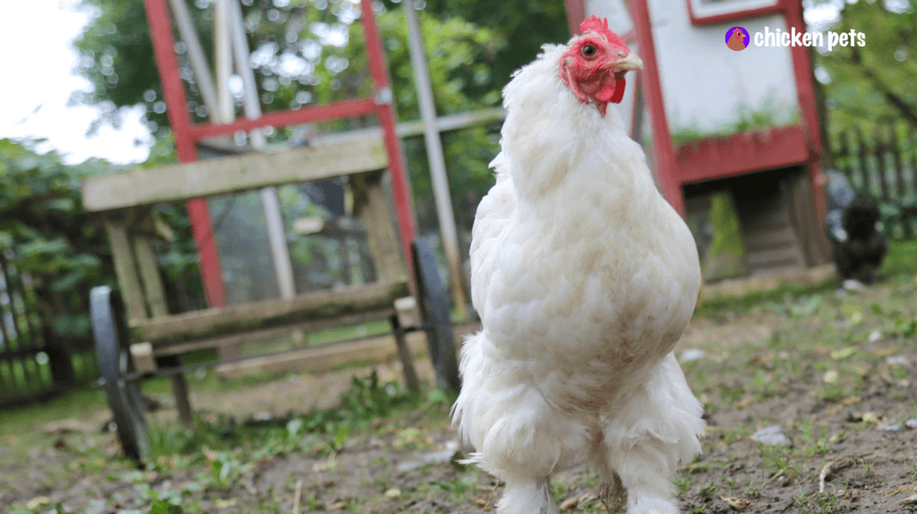 Cochin Chicken Breed. What is it? - Chicken Pets
