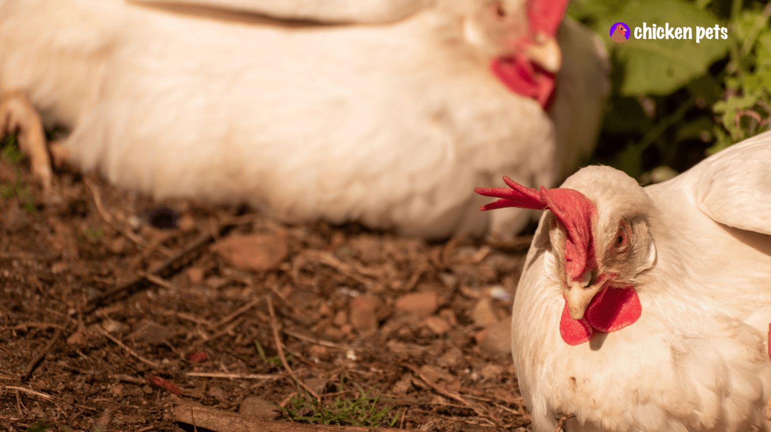 White Leghorn Chicken Breed. What is it? - Chicken Pets