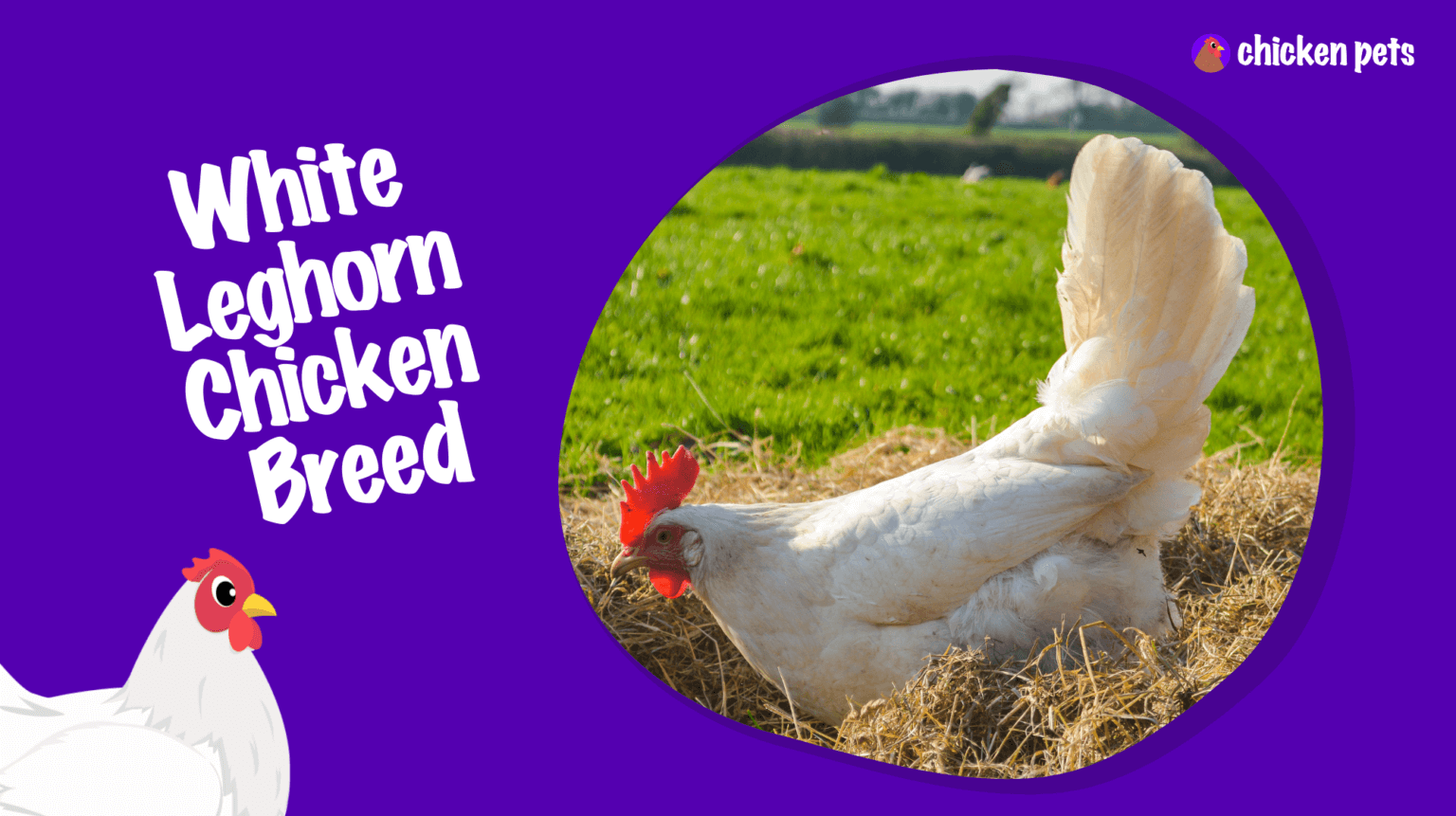 White Leghorn Chicken Breed. What is it? - Chicken Pets