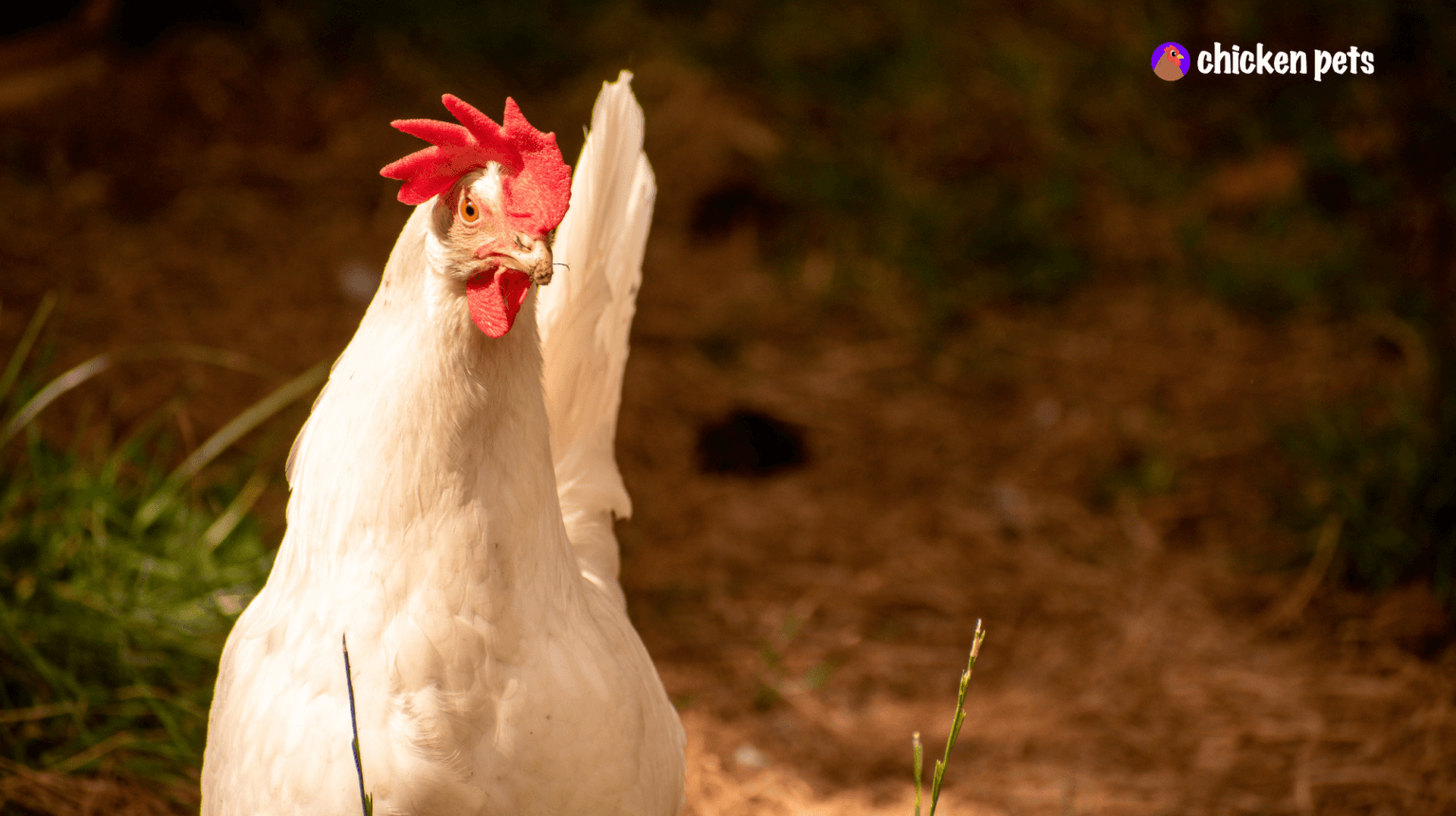 White Leghorn Chicken Breed. What is it? - Chicken Pets